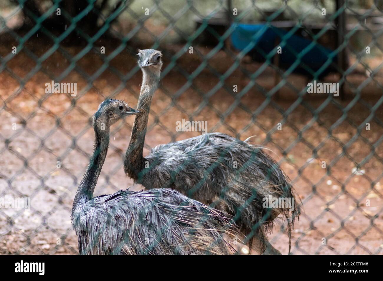 Ostrich bird Couple behind the nets watching out keep necks up Stock ...