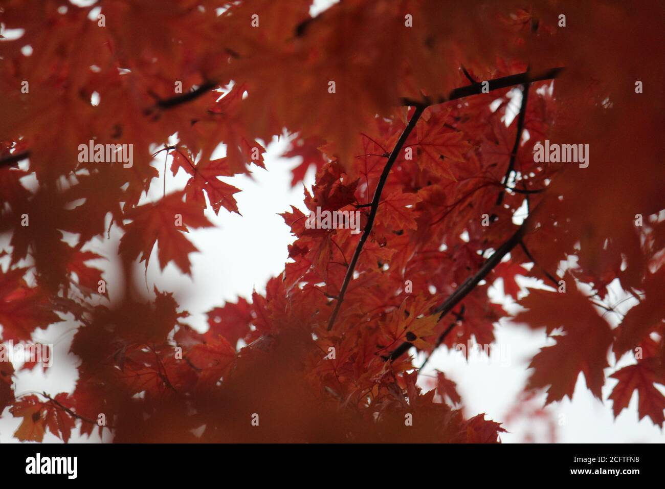 Orange fall trees hi-res stock photography and images - Alamy