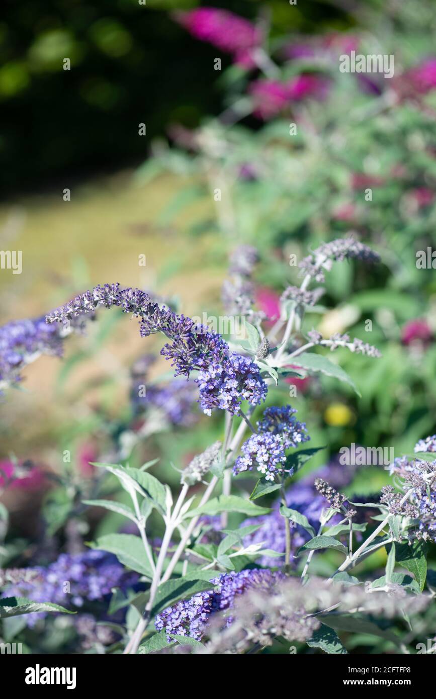 Buddleja flowers in the summer shot in the national collection in ...