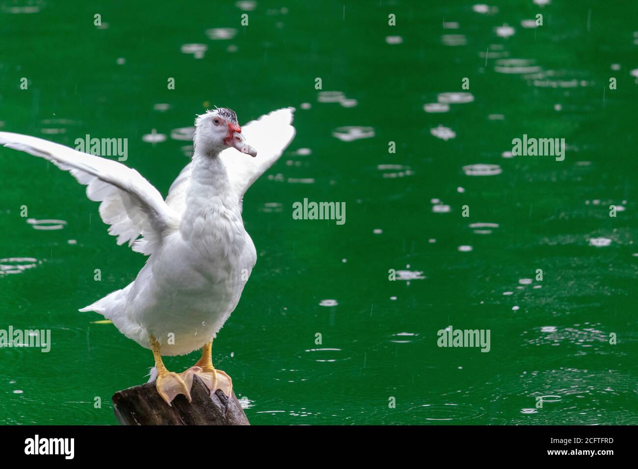 white duck Flapping its wings on wooden pole, green waters Stock Photo ...