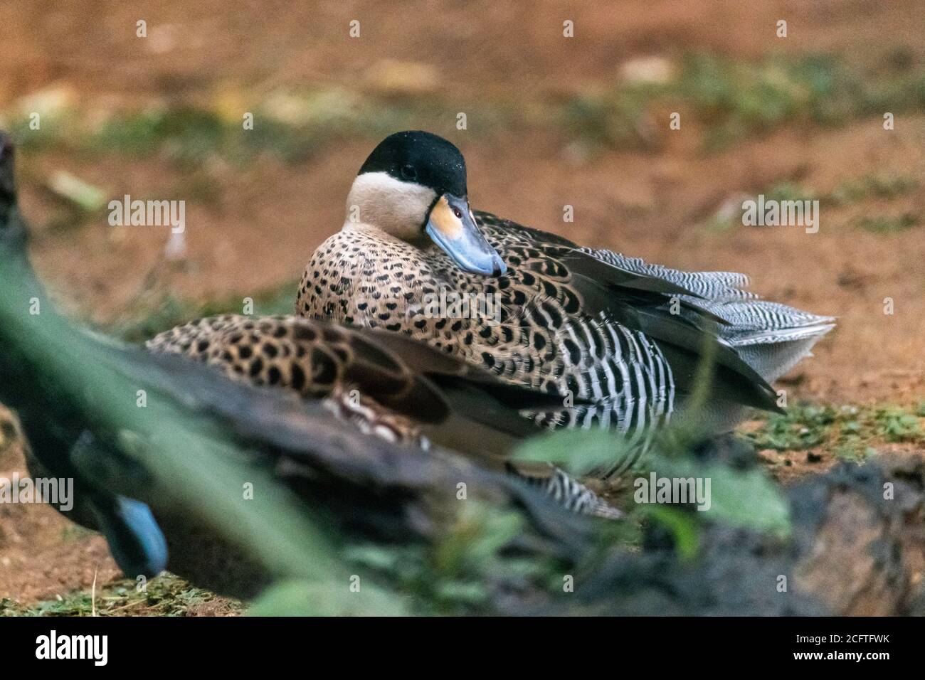 Hambantota hi-res stock photography and images - Alamy