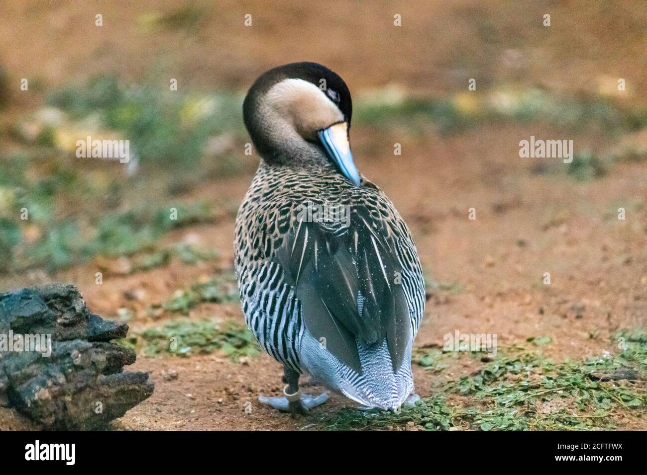 Silver Teal Anas Versicolor High Resolution Stock Photography and ...