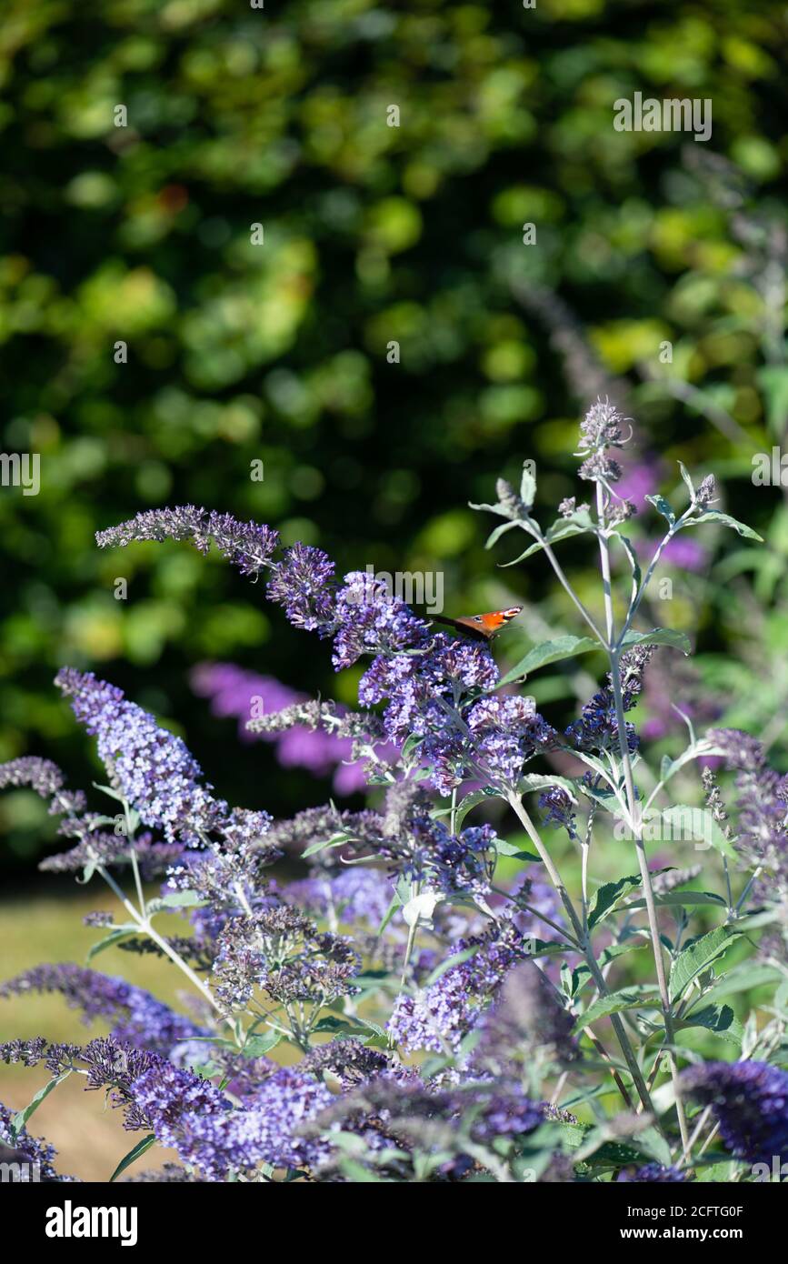 Buddleja flowers in the summer shot in the national collection in ...