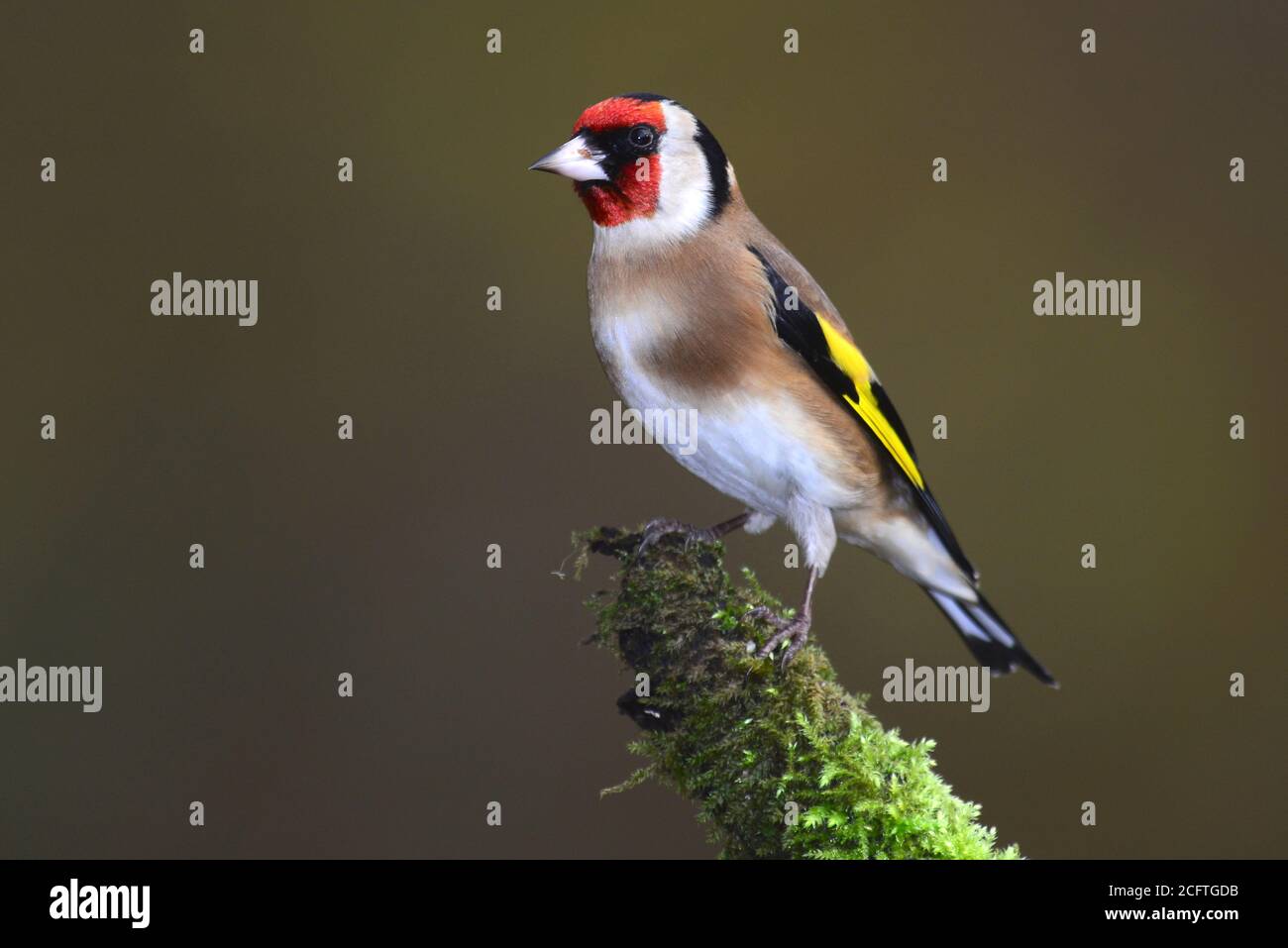 Goldfinch in habitat hi-res stock photography and images - Alamy