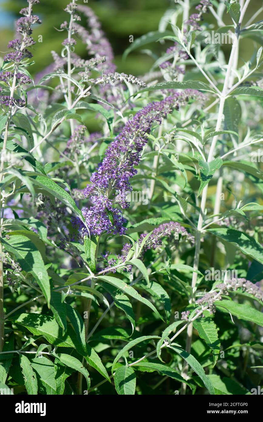 Buddleja flowers in the summer shot in the national collection in ...