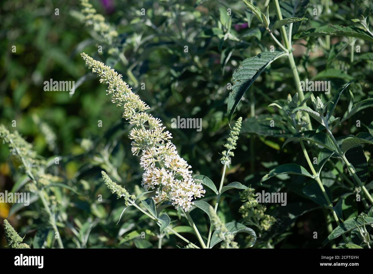 Buddleja flowers in the summer shot in the national collection in ...