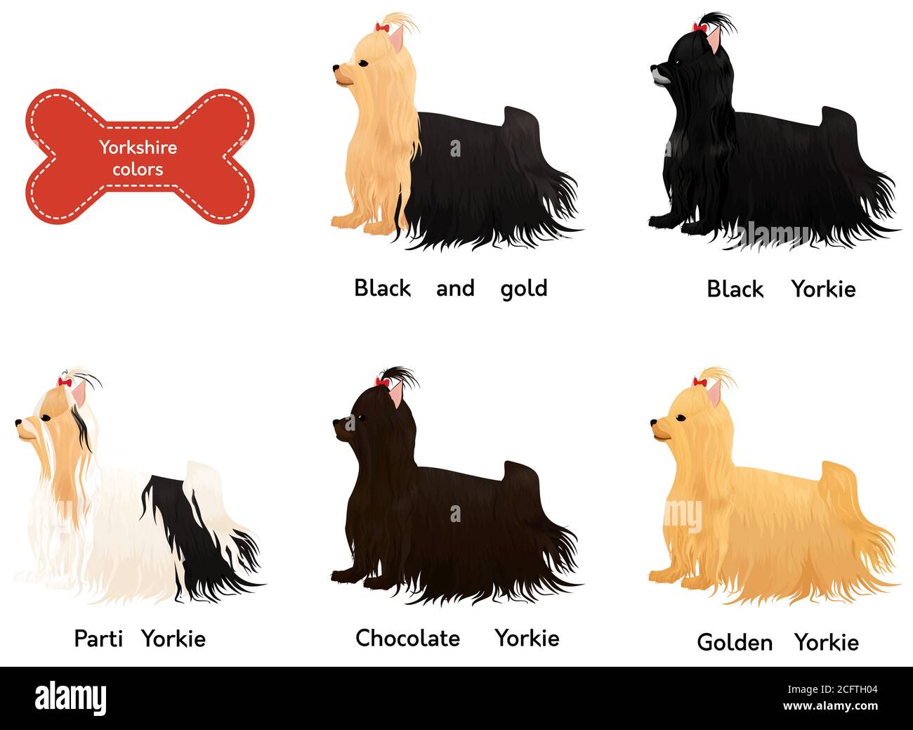 Yorkie Coats And Colors