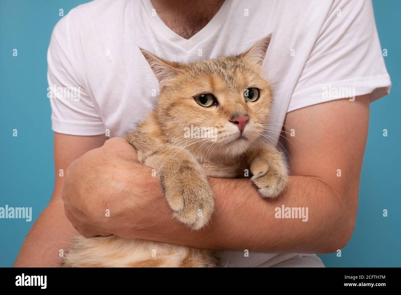 Scared british cat sitting on hands of his owner. Cat is afraid of ...