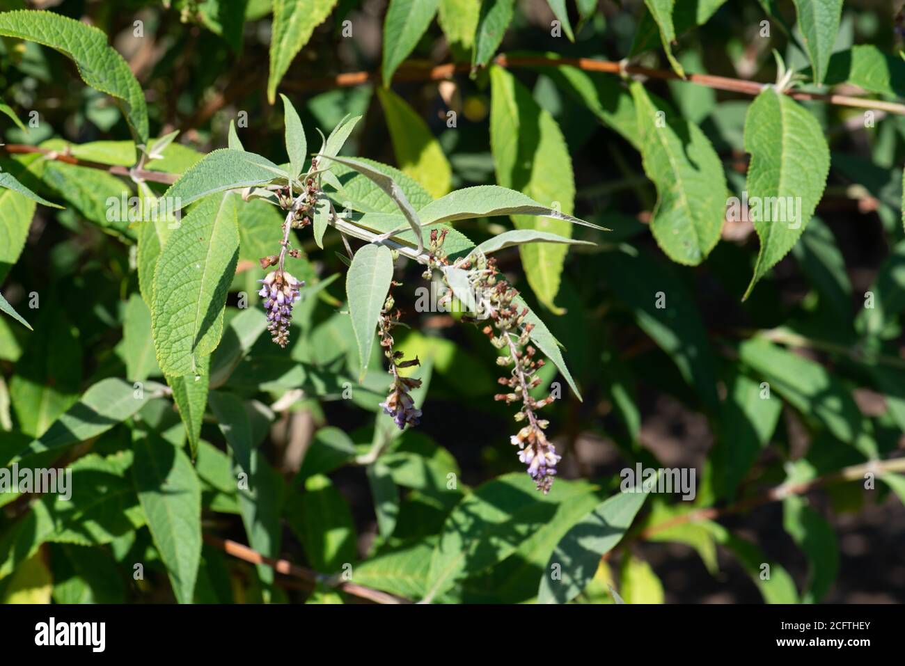 Buddleja flowers in the summer shot in the national collection in ...