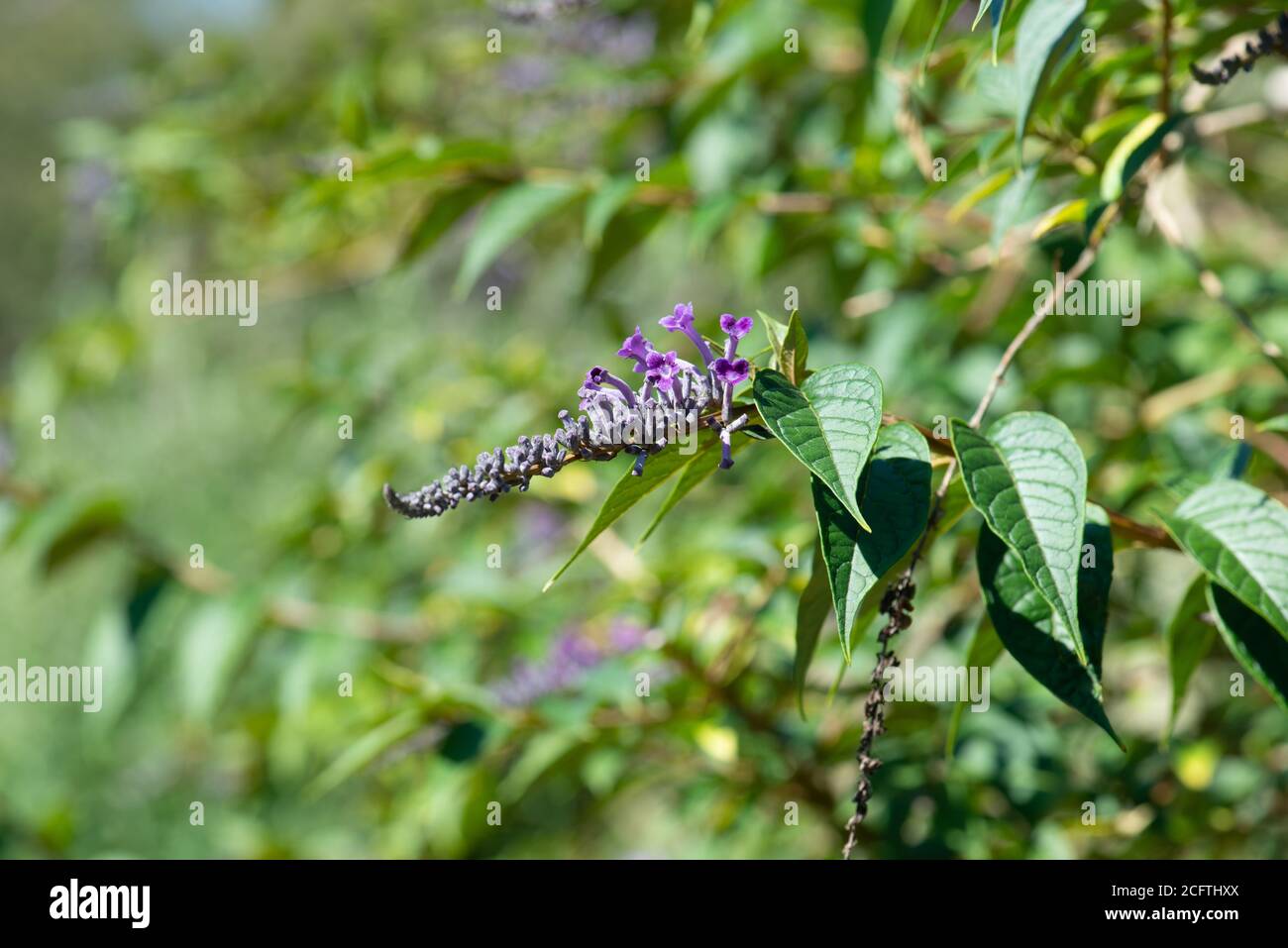 Buddleja flowers in the summer shot in the national collection in ...