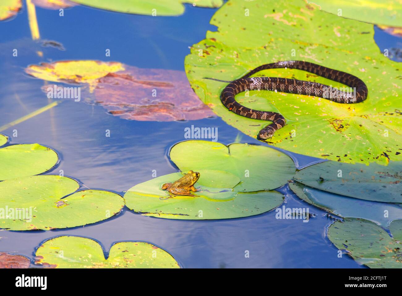 Death frog hi-res stock photography and images - Alamy