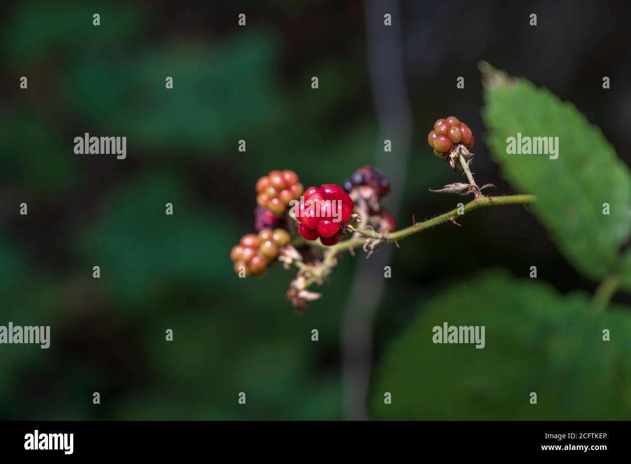 Wild raspberries growing on branch in woods.Healthy and vitamine food ...