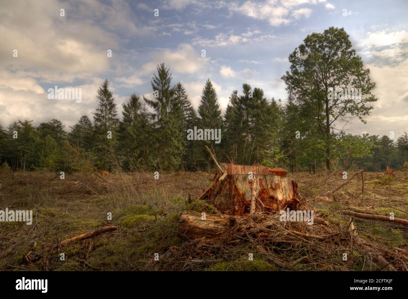 Deforestation, a large clearing area in a forest Stock Photo - Alamy