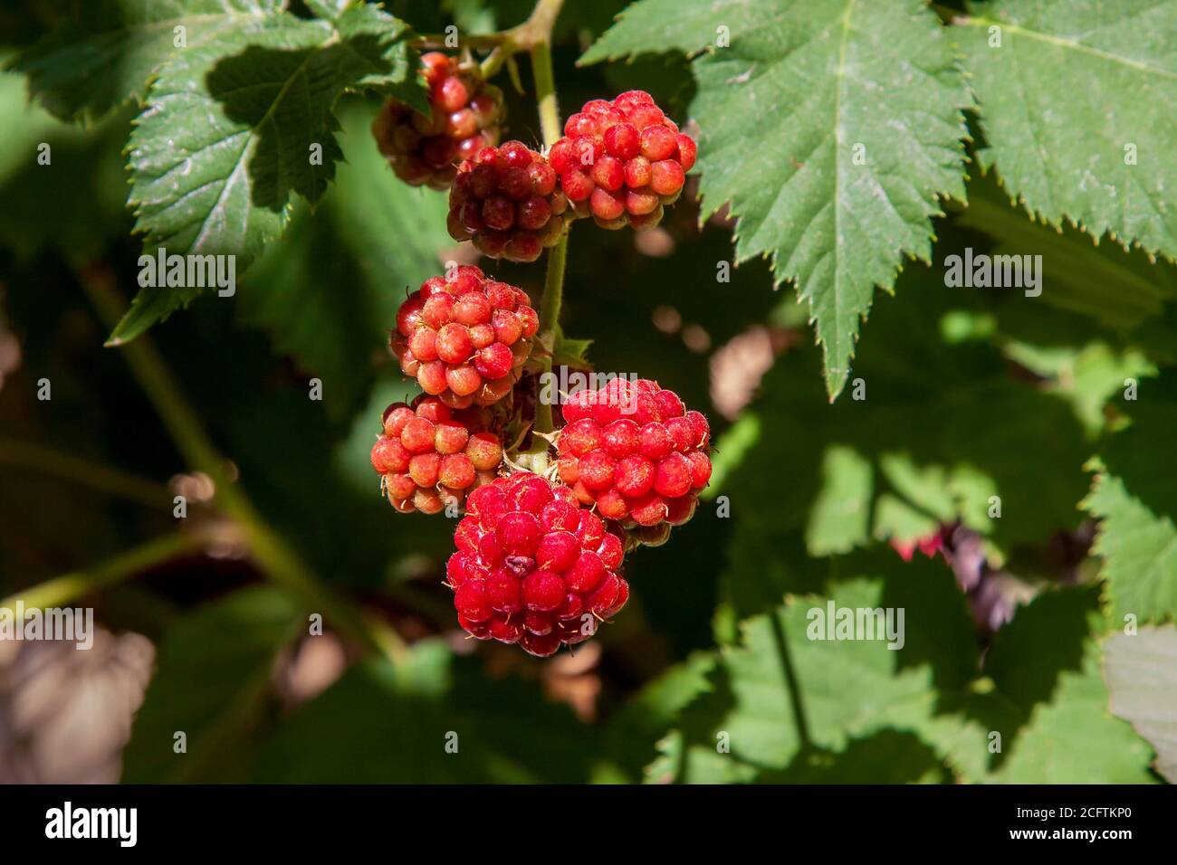 Wild raspberries growing on branch in woods.Healthy and vitamine food ...