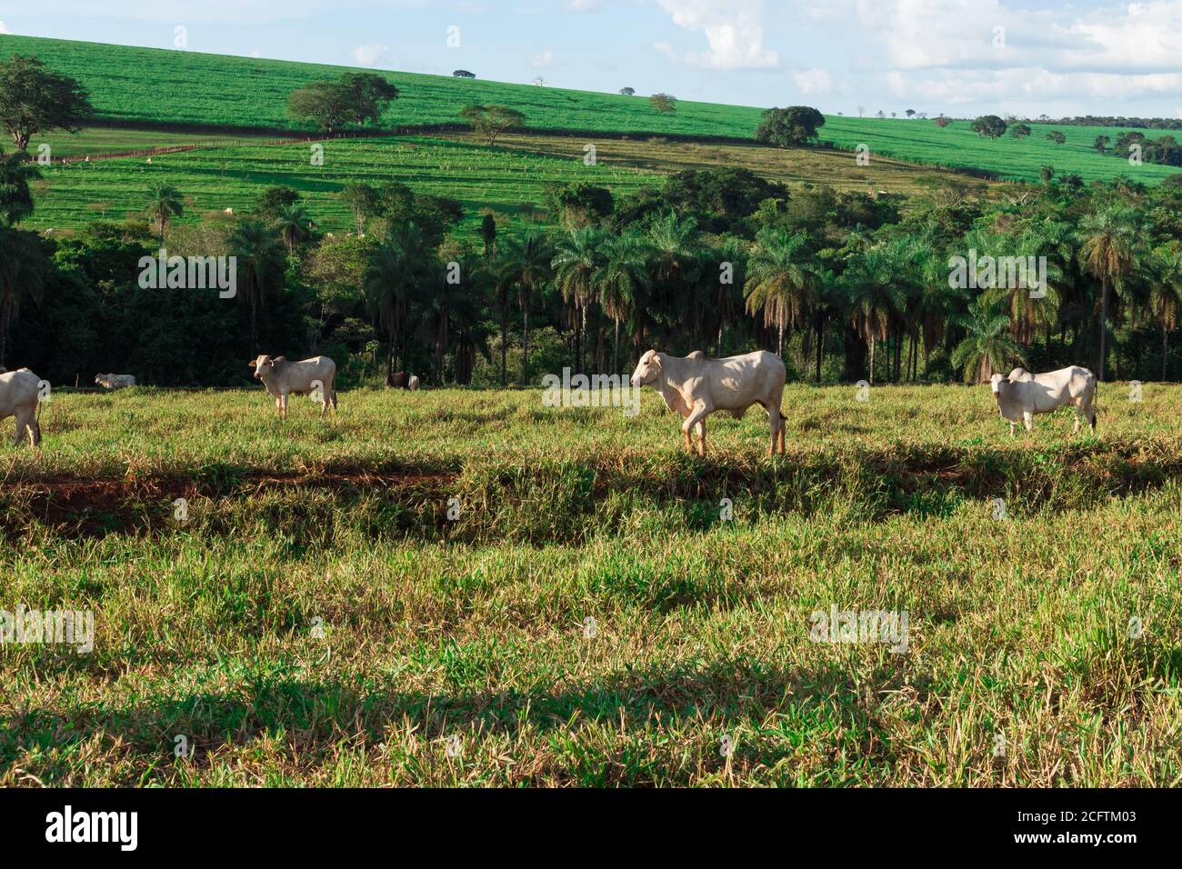 Cattle in confinement hi-res stock photography and images - Alamy