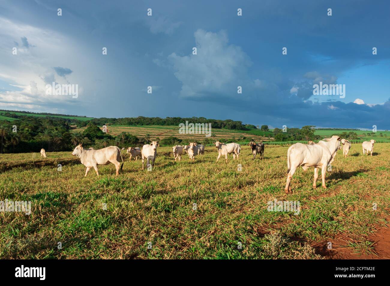 Cattle in confinement hi-res stock photography and images - Alamy