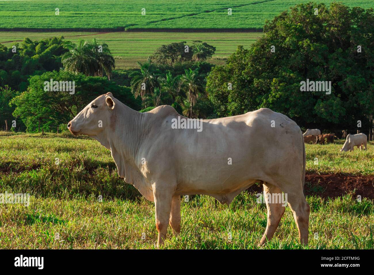 Cattle in confinement hi-res stock photography and images - Alamy