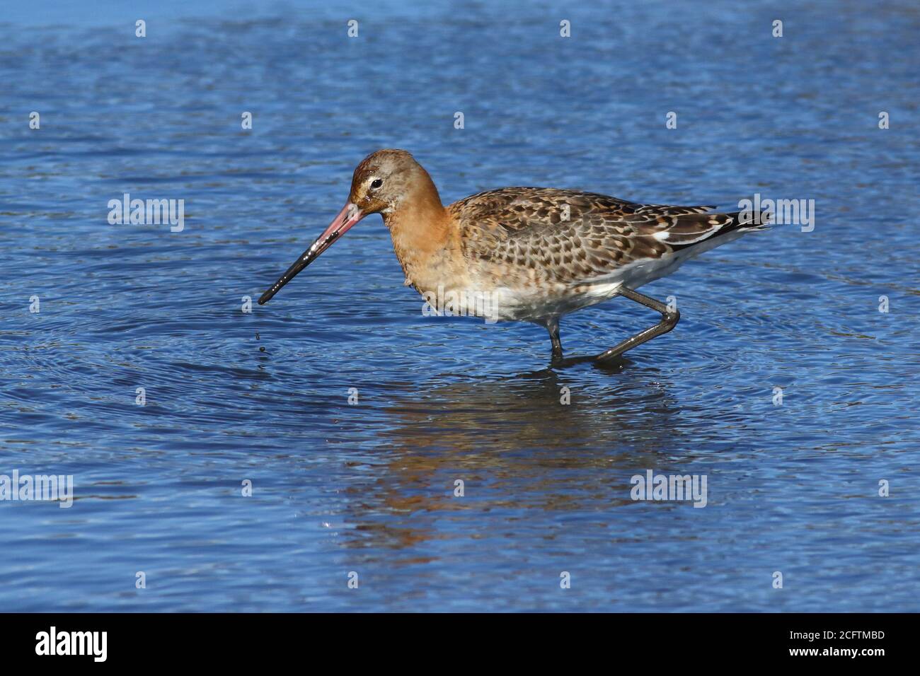 black-tailed godwit (Limosa limosa Stock Photo - Alamy