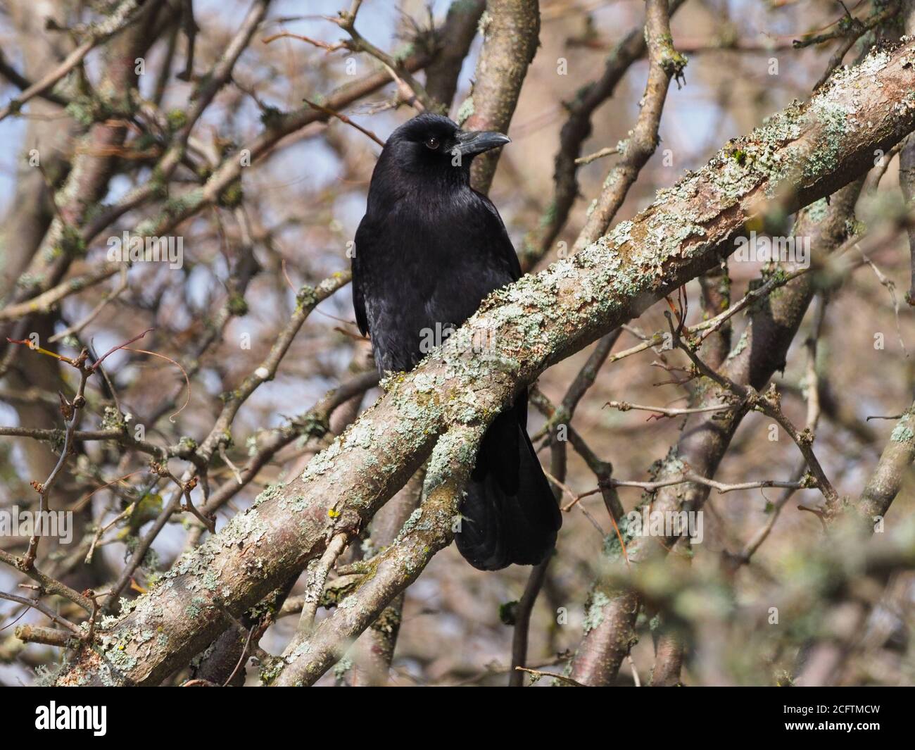 American crows flock hi-res stock photography and images - Alamy