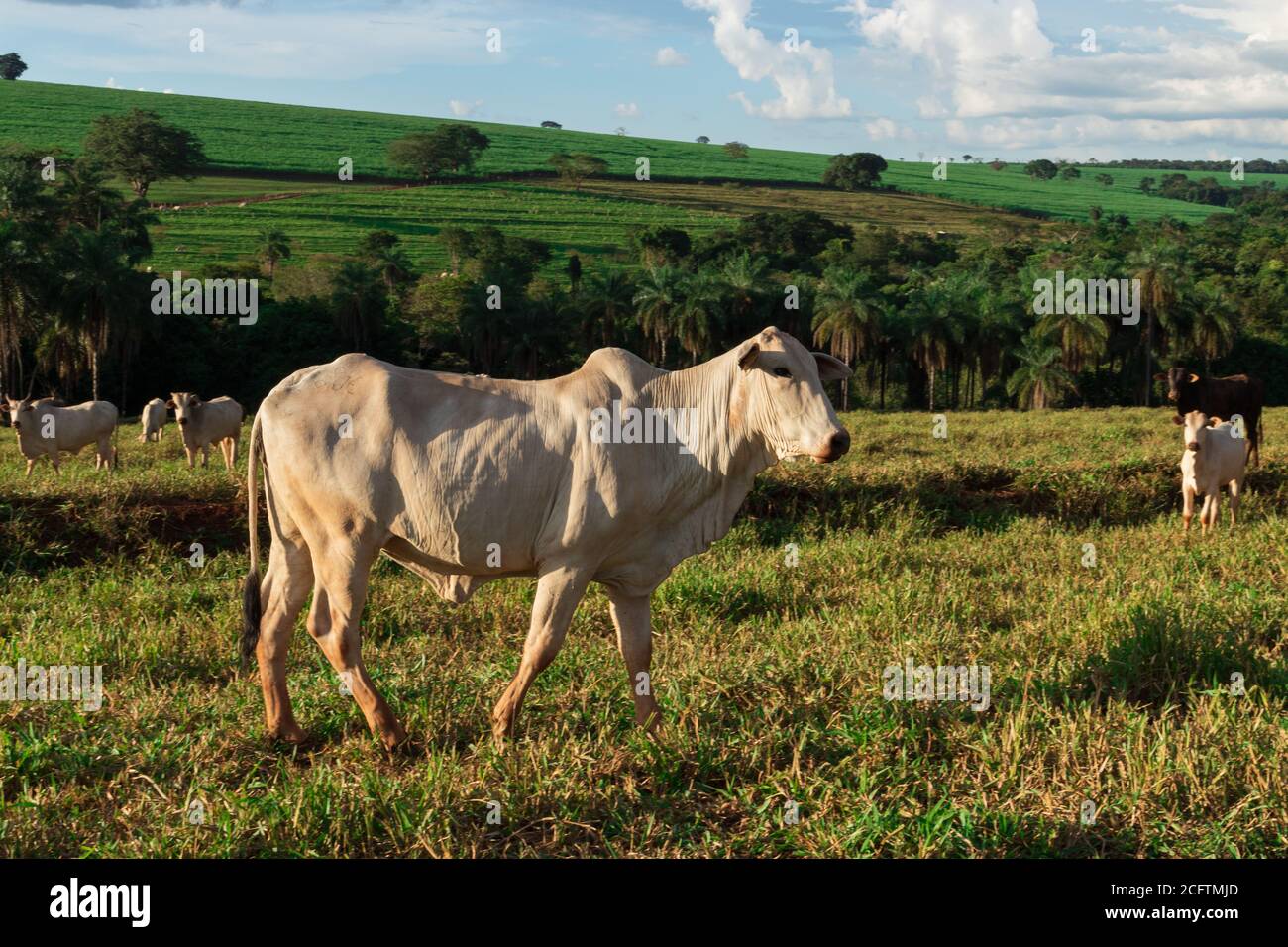 Caws at field farm. Cattle loose in the pasture Stock Photo - Alamy