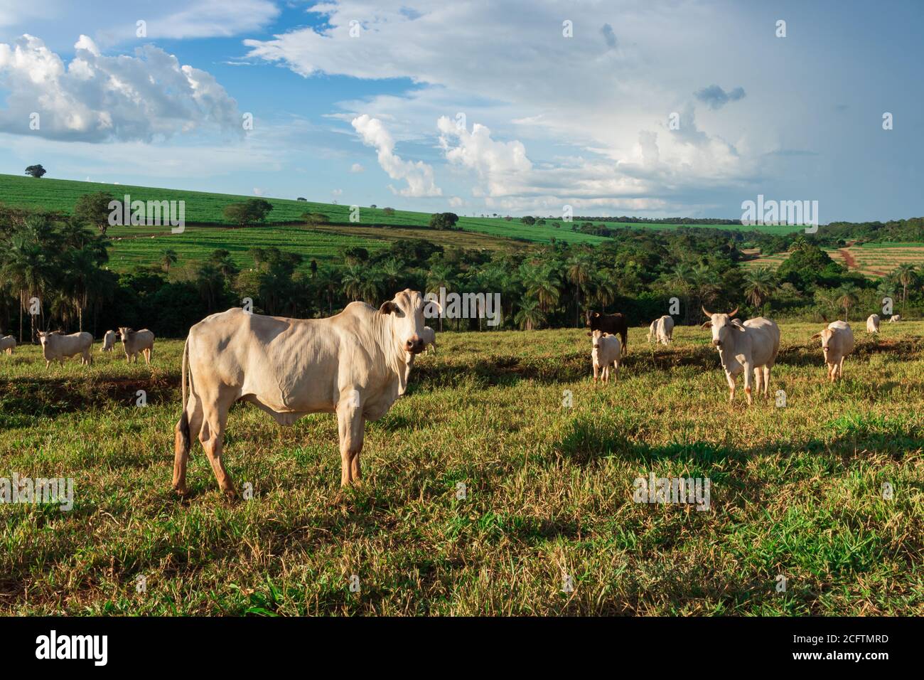 The livestock farming is loose hi-res stock photography and images - Alamy