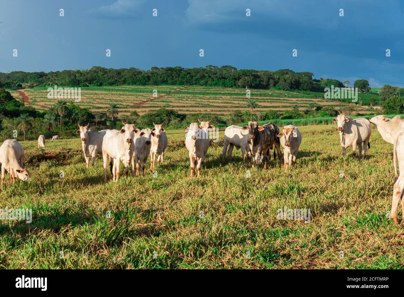 Cattle in confinement hi-res stock photography and images - Alamy