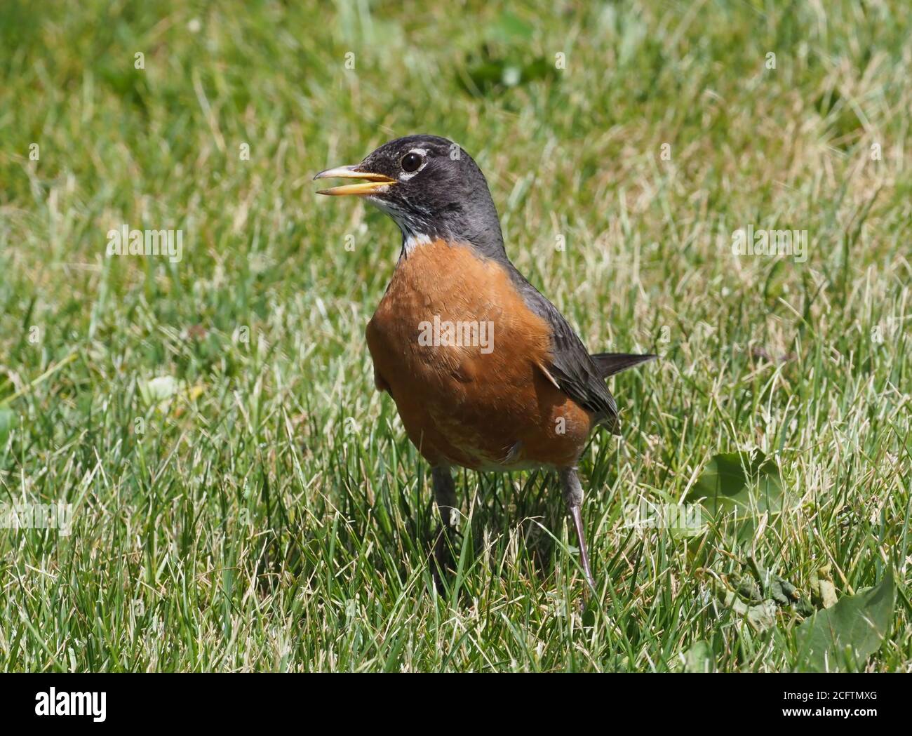 American robin with worm hi-res stock photography and images - Alamy