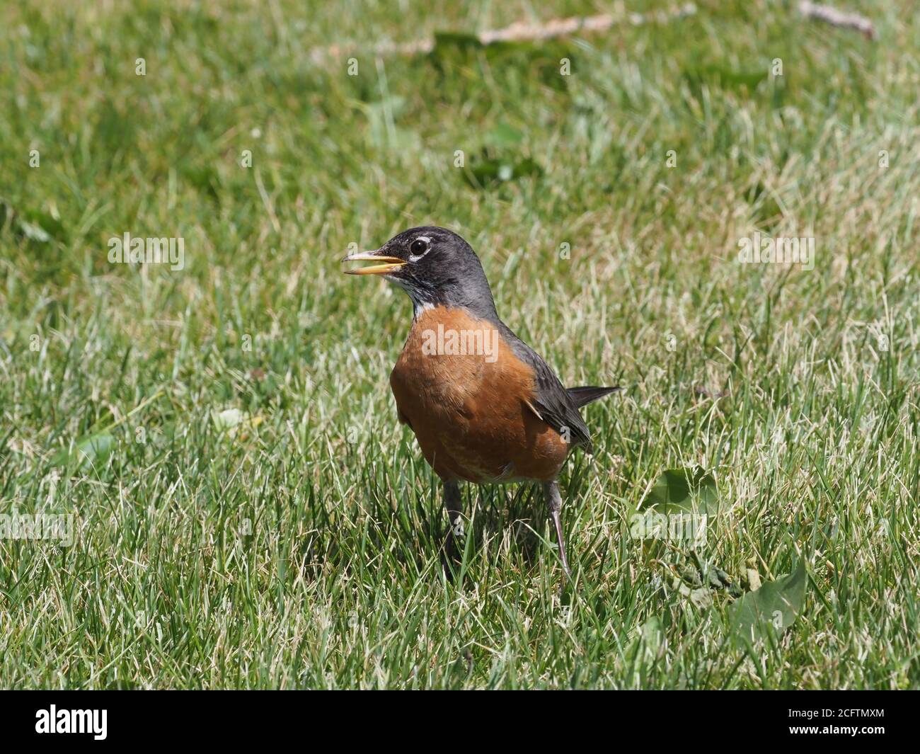 American Robin in the grass Stock Photo - Alamy