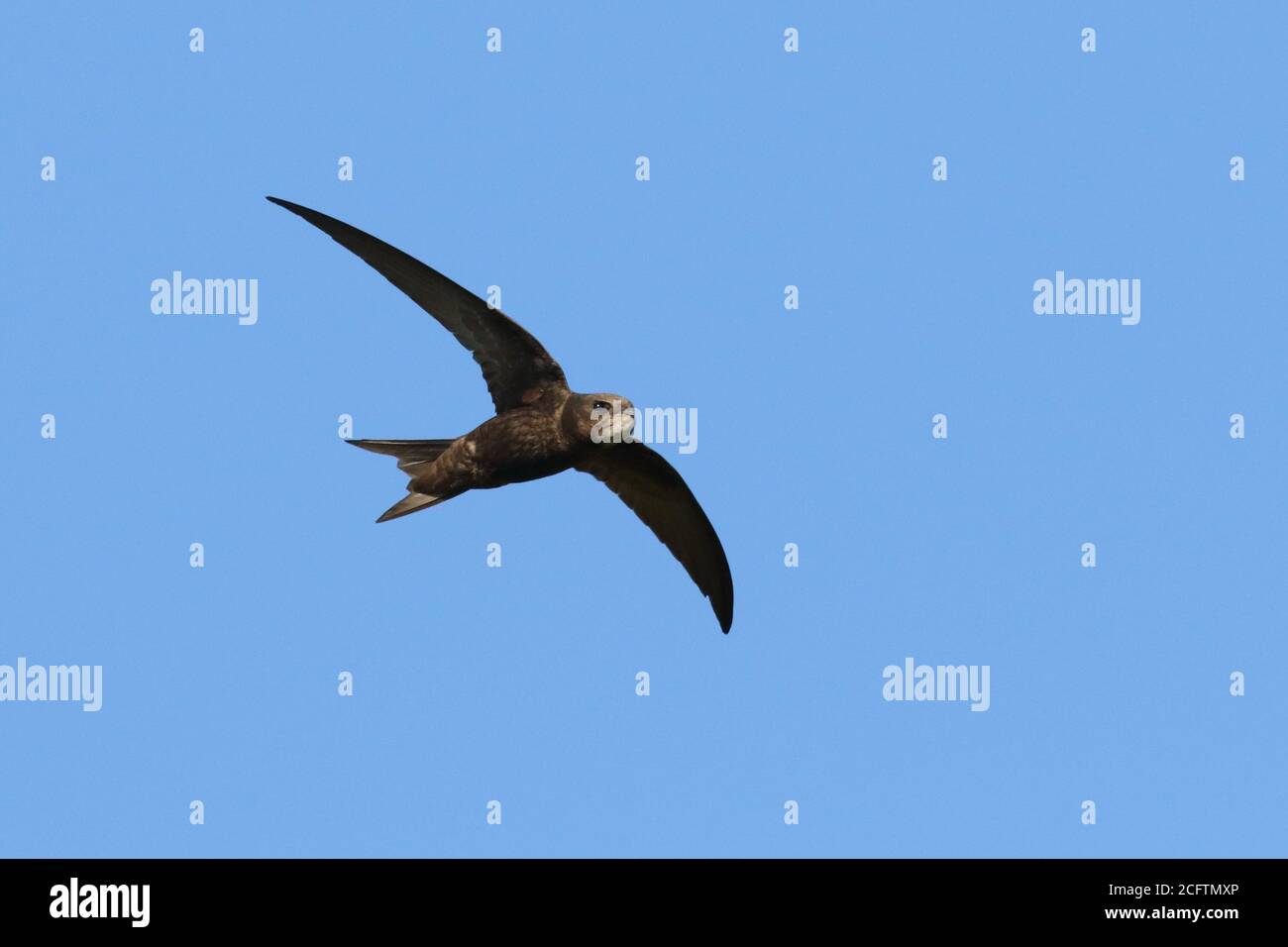 Apodiformes hi-res stock photography and images - Alamy