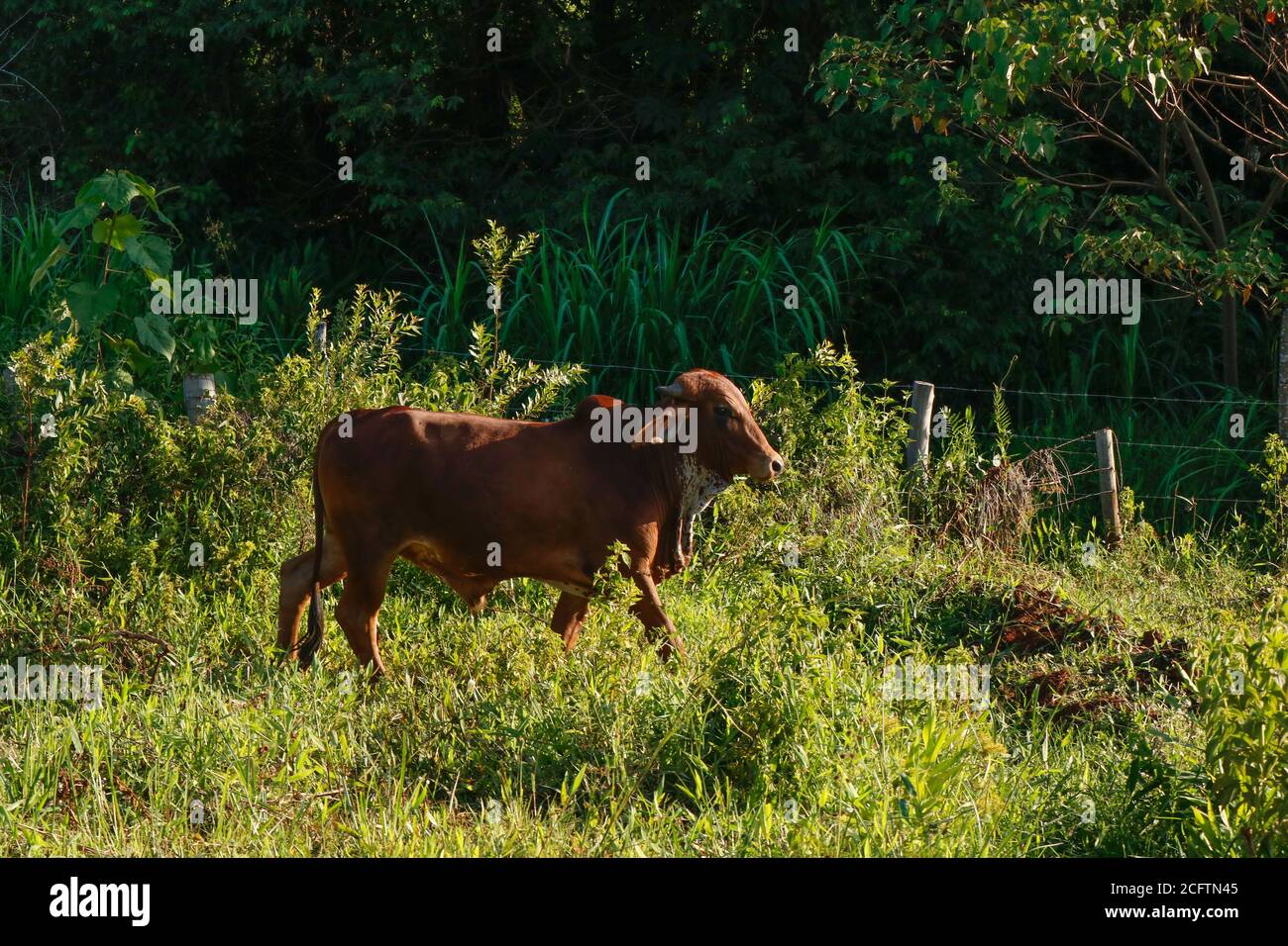 Cows eating in the high pasture on the farm concept image Stock Photo ...