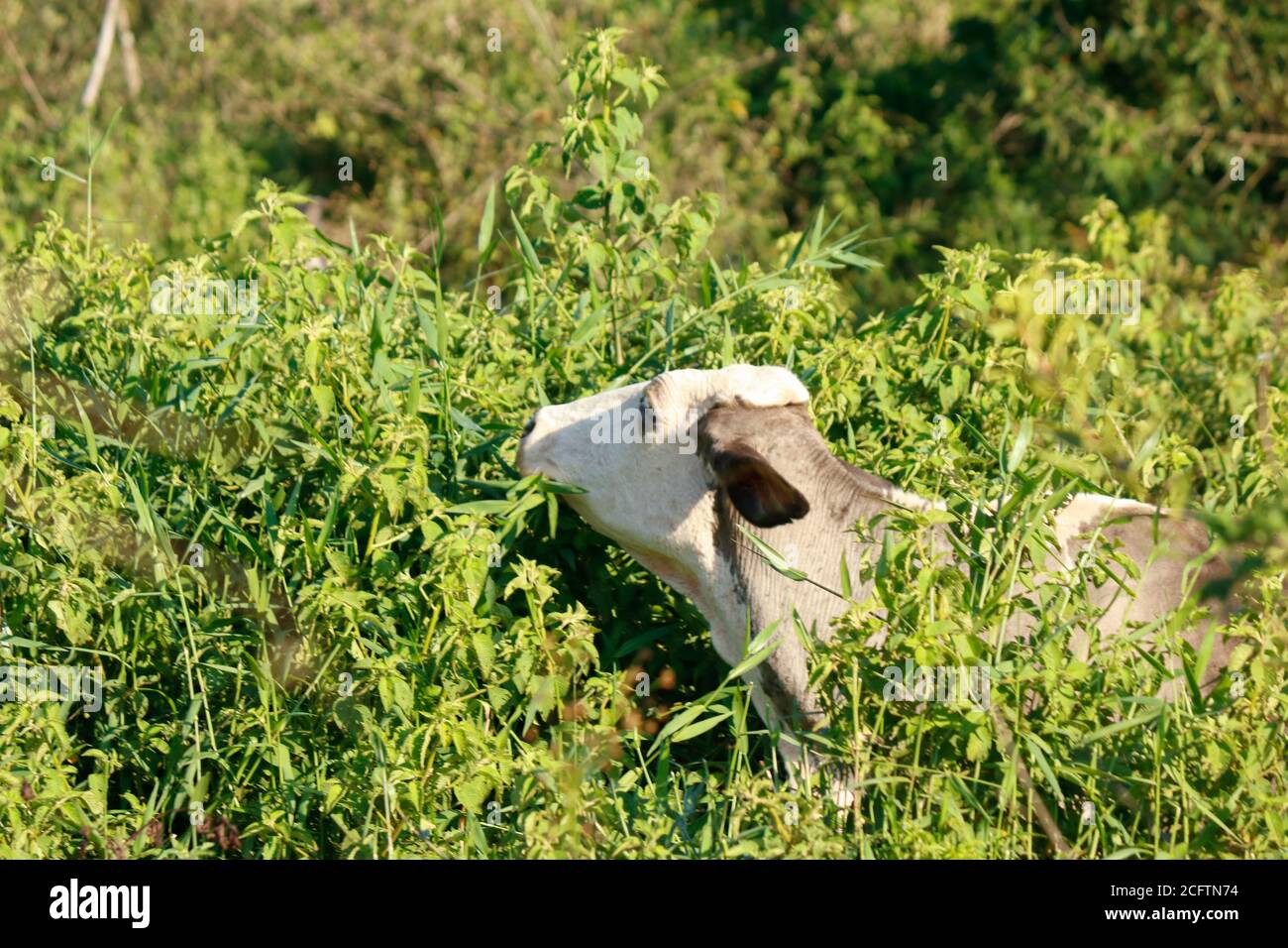 Cows eating in the high pasture on the farm concept image Stock Photo ...