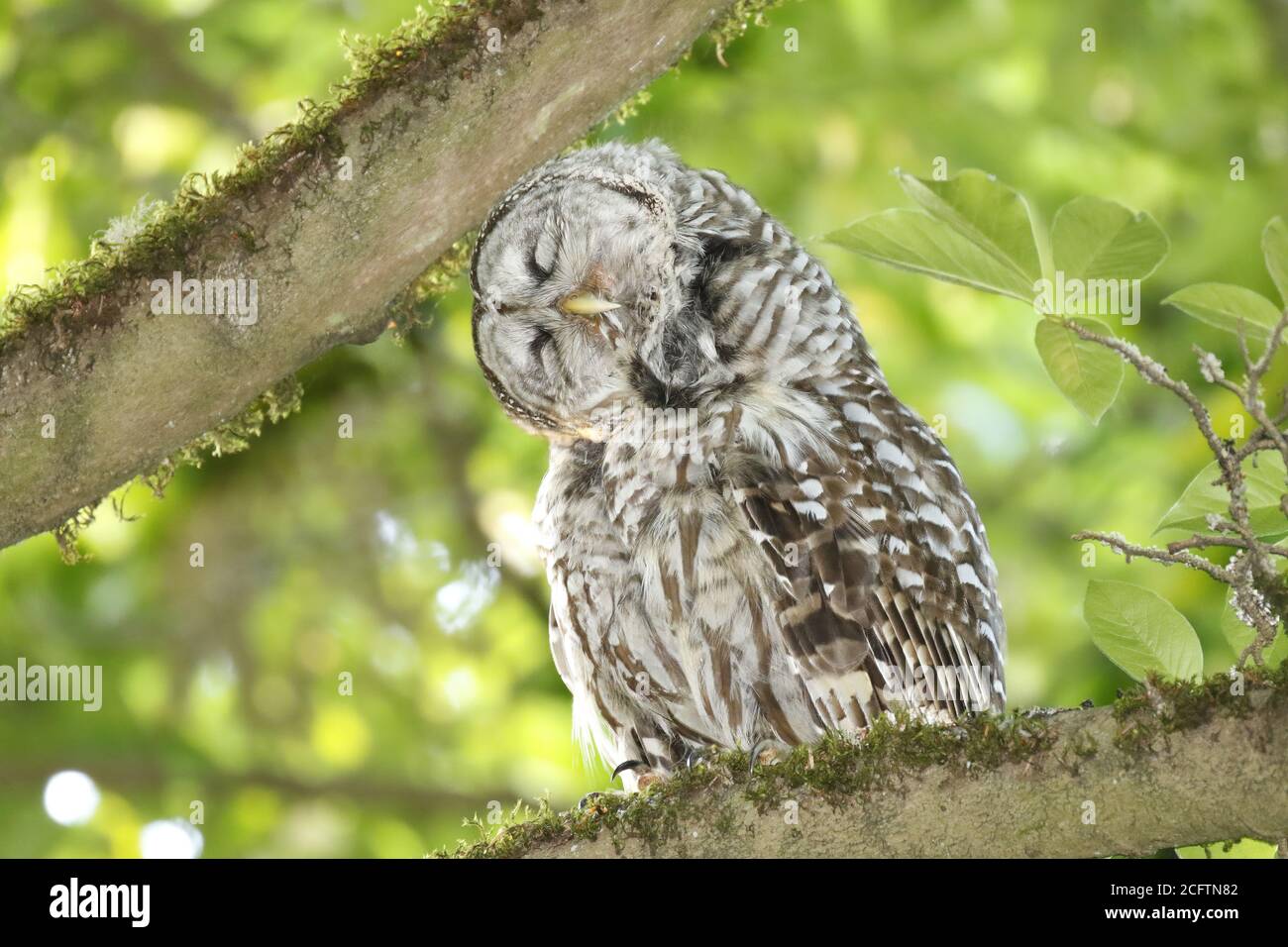 Adult Barred Owl displaying the amazing flexibility of its neck Stock ...