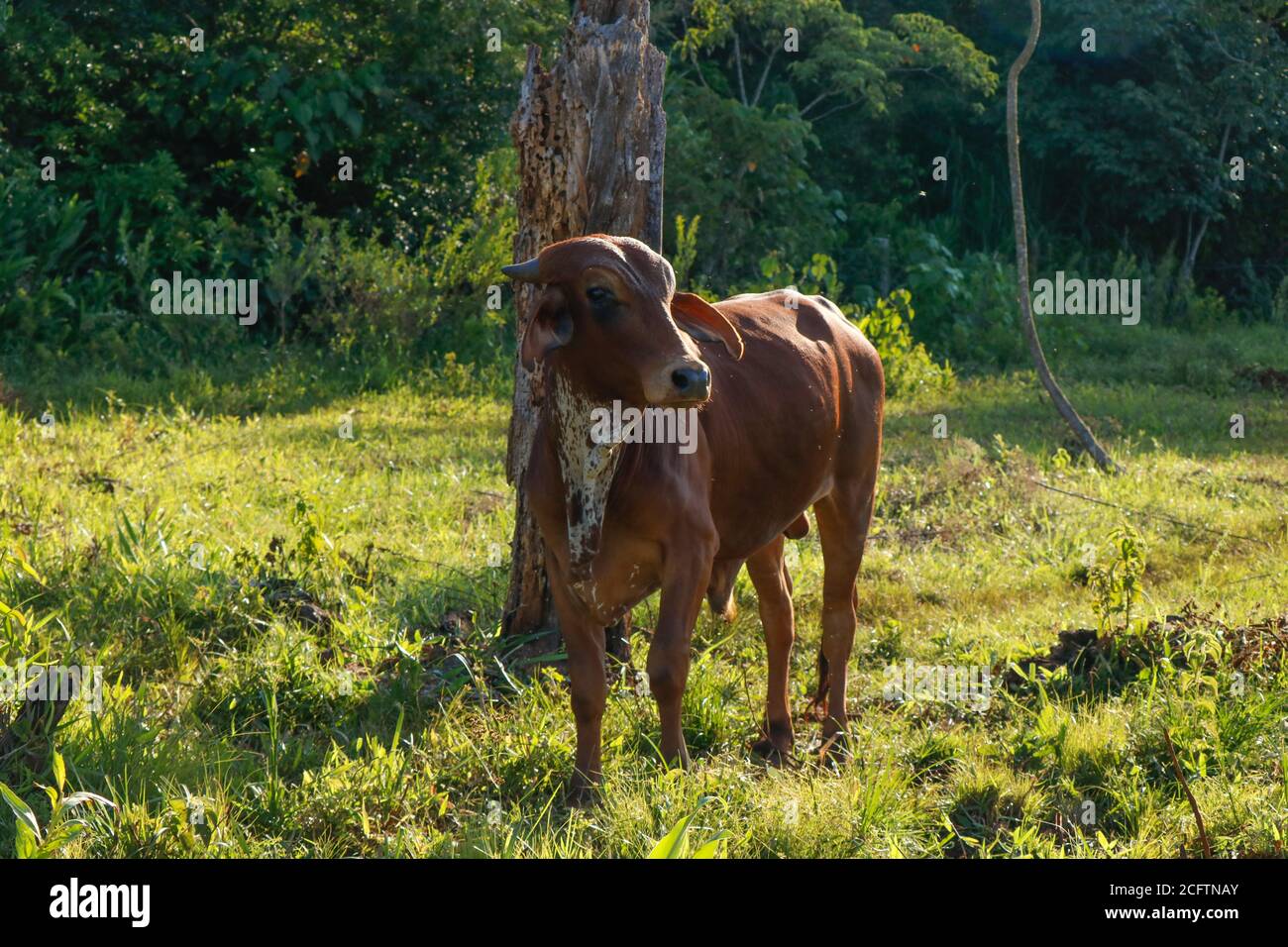 Cows eating in the high pasture on the farm concept image Stock Photo ...