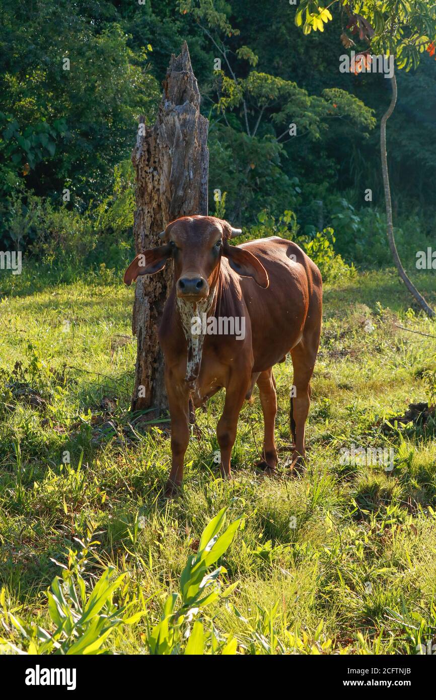 Cows eating in the high pasture on the farm concept image Stock Photo ...
