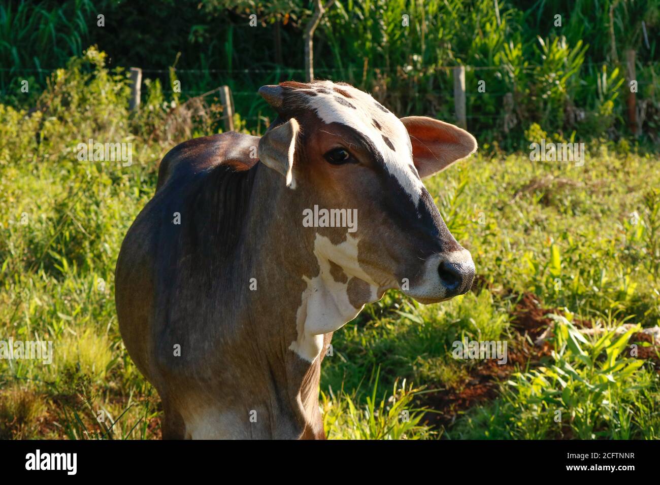 Cows eating in the high pasture on the farm concept image Stock Photo ...