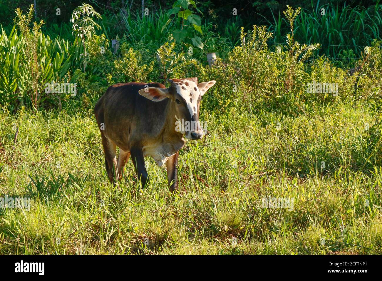 Cows eating in the high pasture on the farm concept image Stock Photo ...