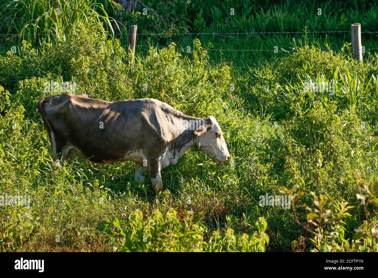 Cows eating in the high pasture on the farm concept image Stock Photo ...