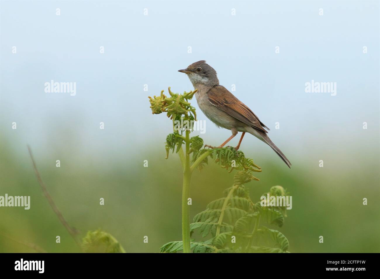 common whitethroat (Curruca communis) perched on a fern Stock Photo - Alamy
