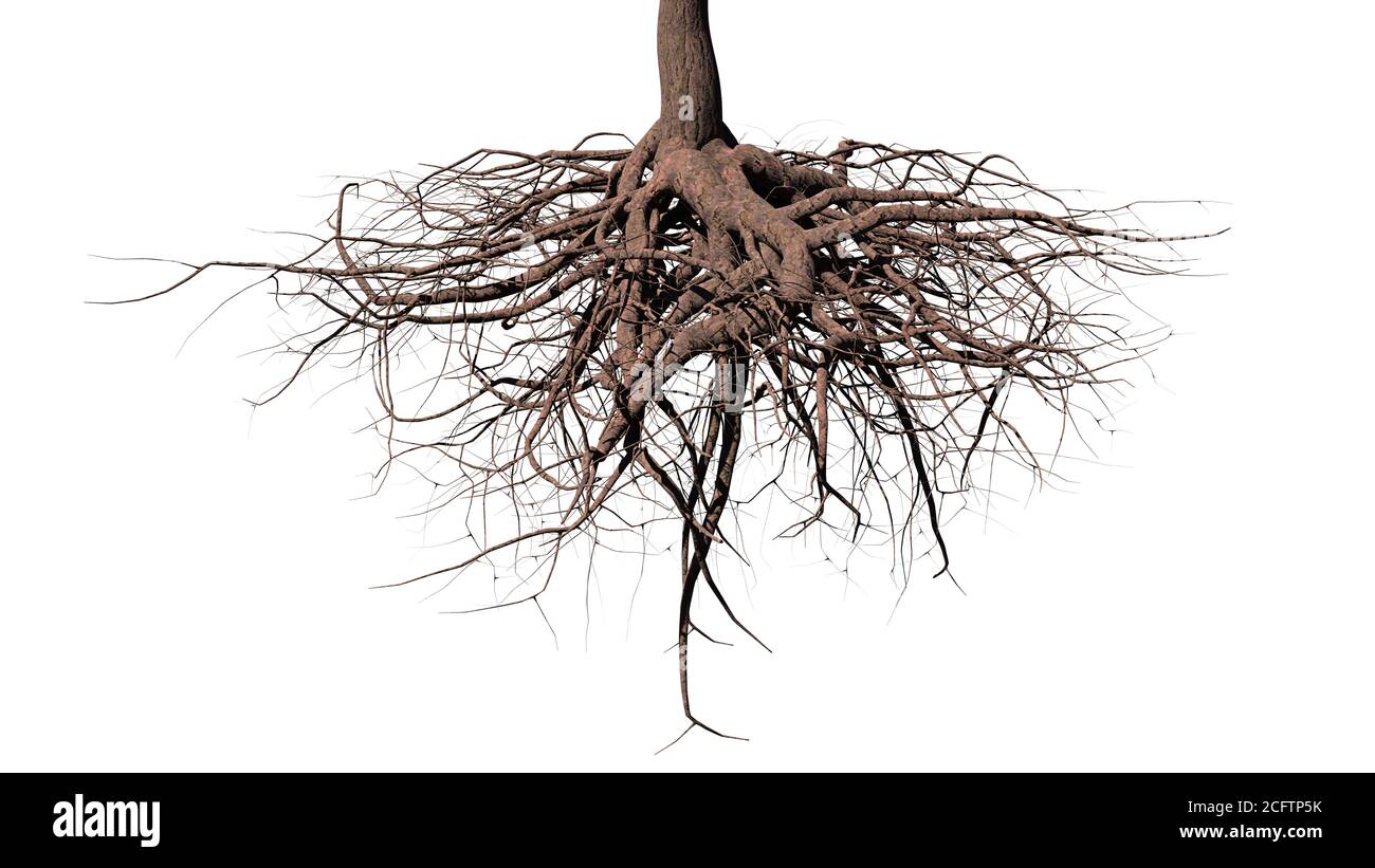tree roots on white background Stock Photo - Alamy