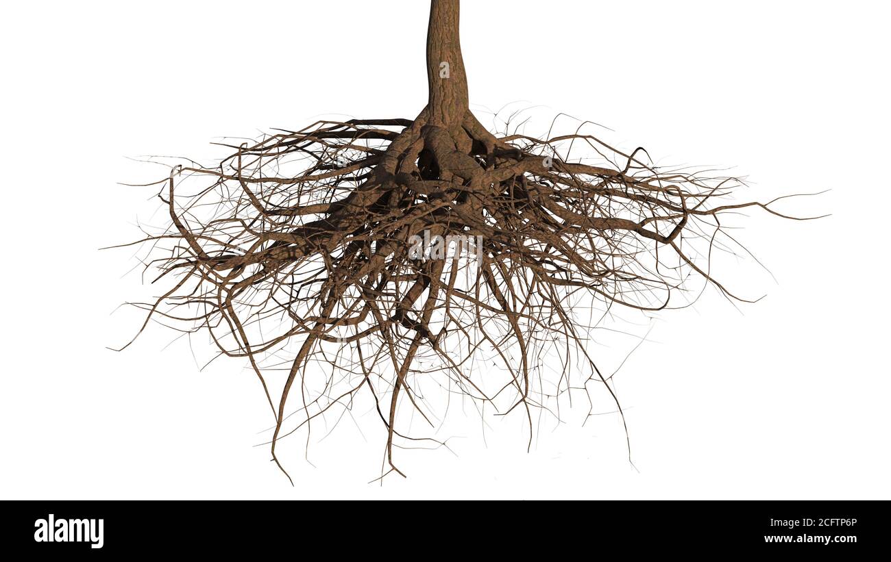 tree roots on white background Stock Photo - Alamy
