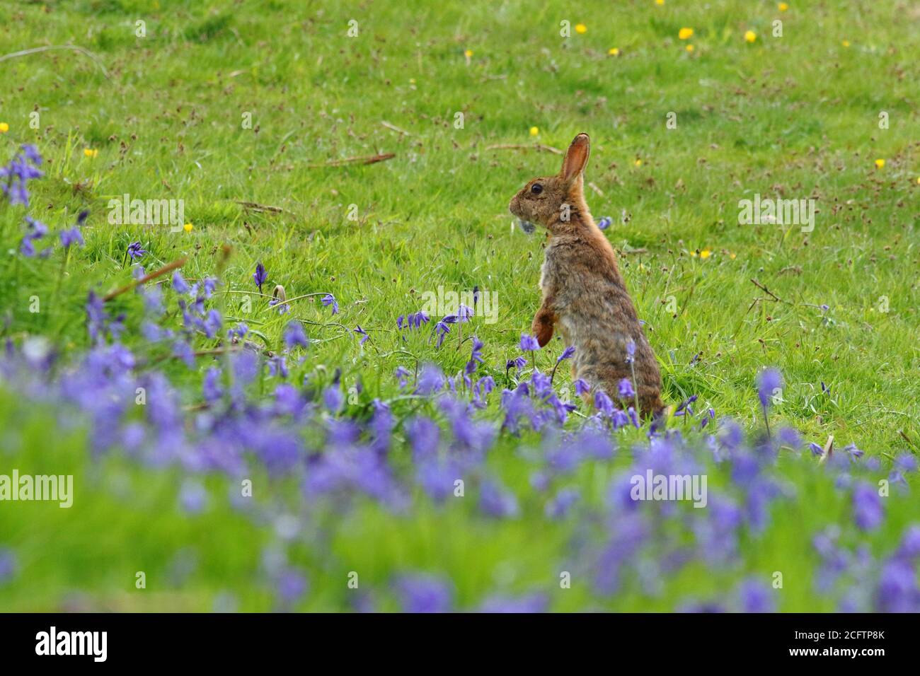 European rabbit ( Oryctolagus cuniculus Stock Photo - Alamy