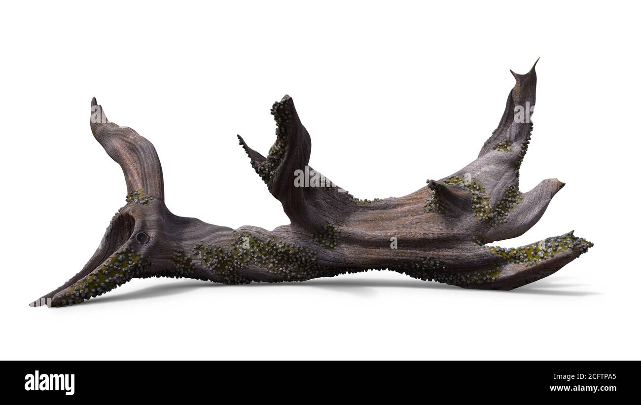driftwood, dry tree branch with moss and barnacle isolated with shadow ...