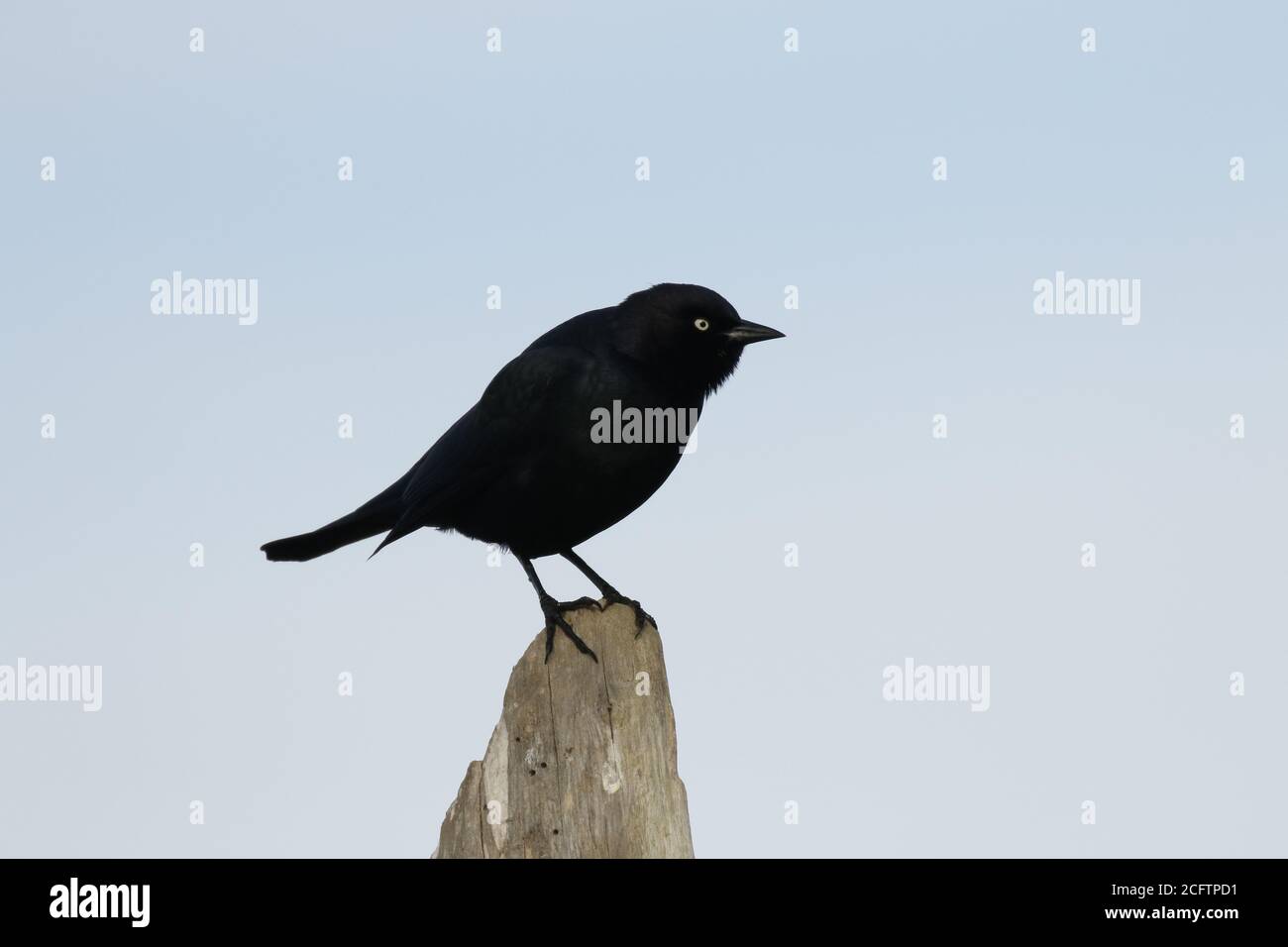 Gas station parking lot bird hi-res stock photography and images - Alamy