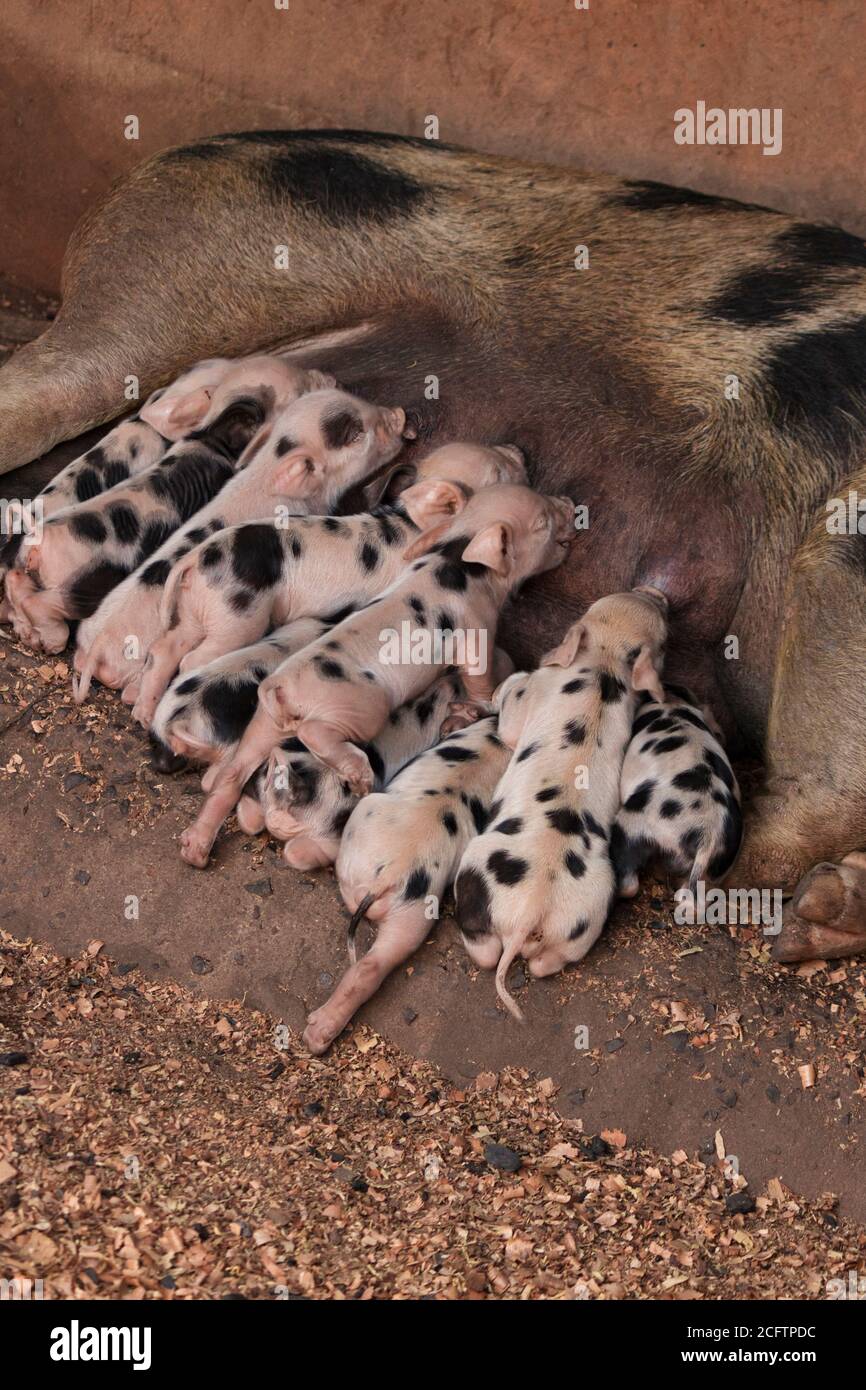 Puppy breeding farms hi-res stock photography and images - Alamy