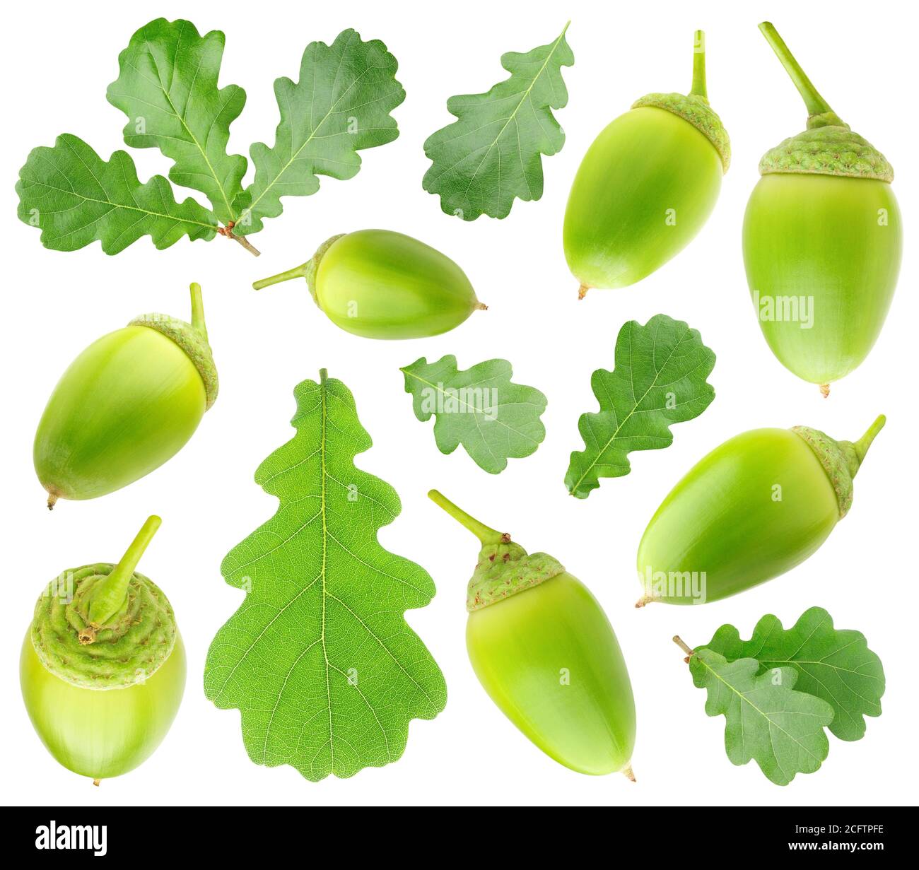 Collection of summer green oak tree leaves and acorns isolated on white background Stock Photo ...
