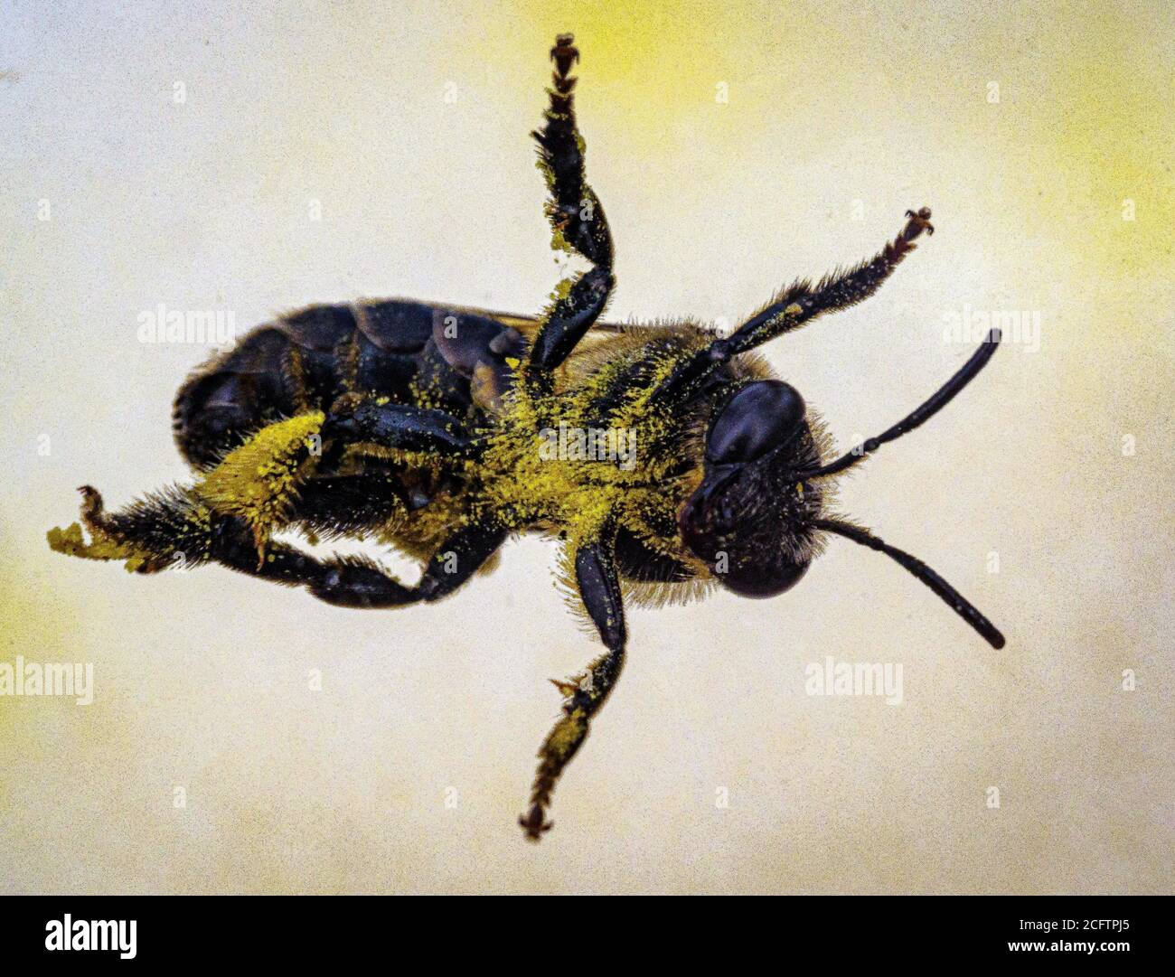 Ferbitzer bruch hi-res stock photography and images - Alamy