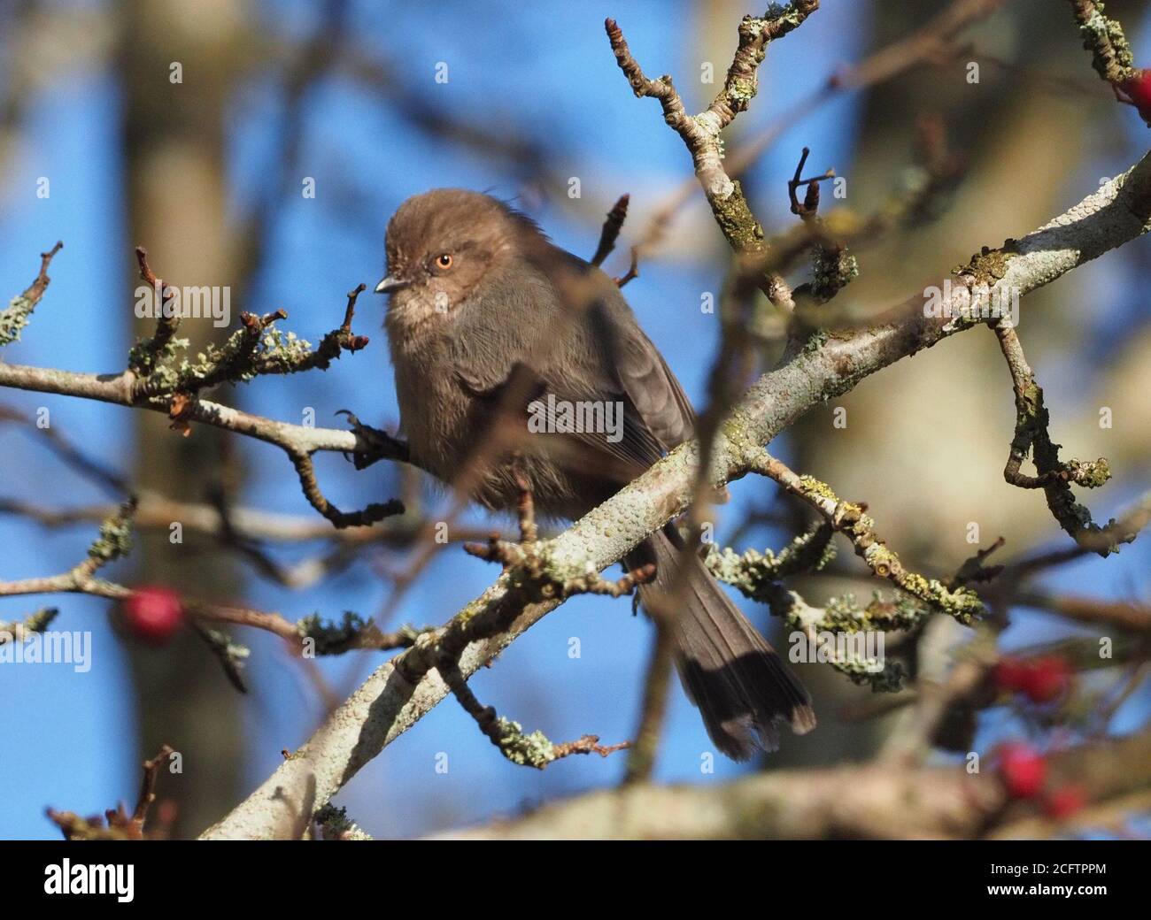 Bushtit hi-res stock photography and images - Alamy
