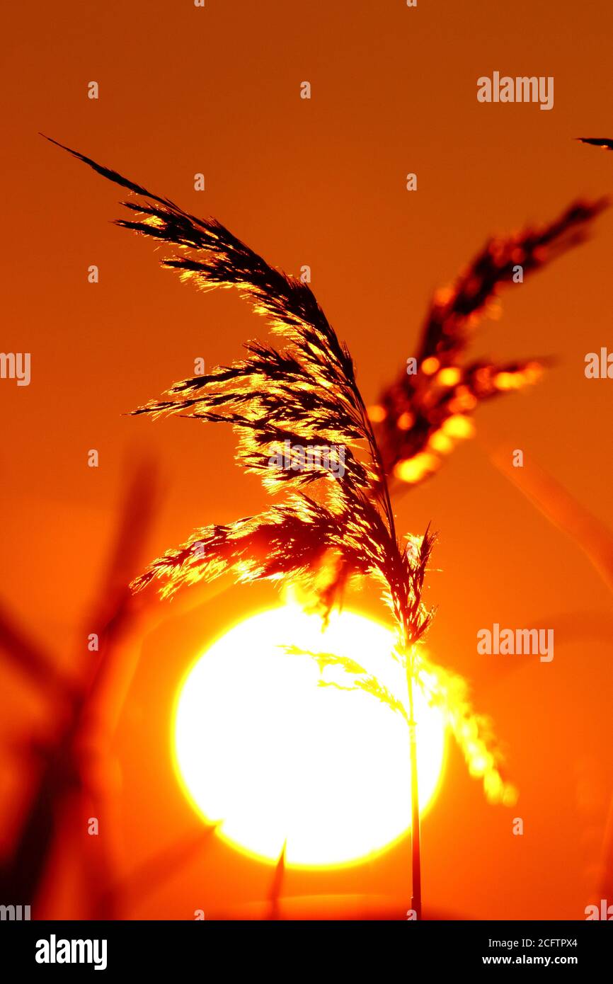 Lucas marsh hi-res stock photography and images - Alamy