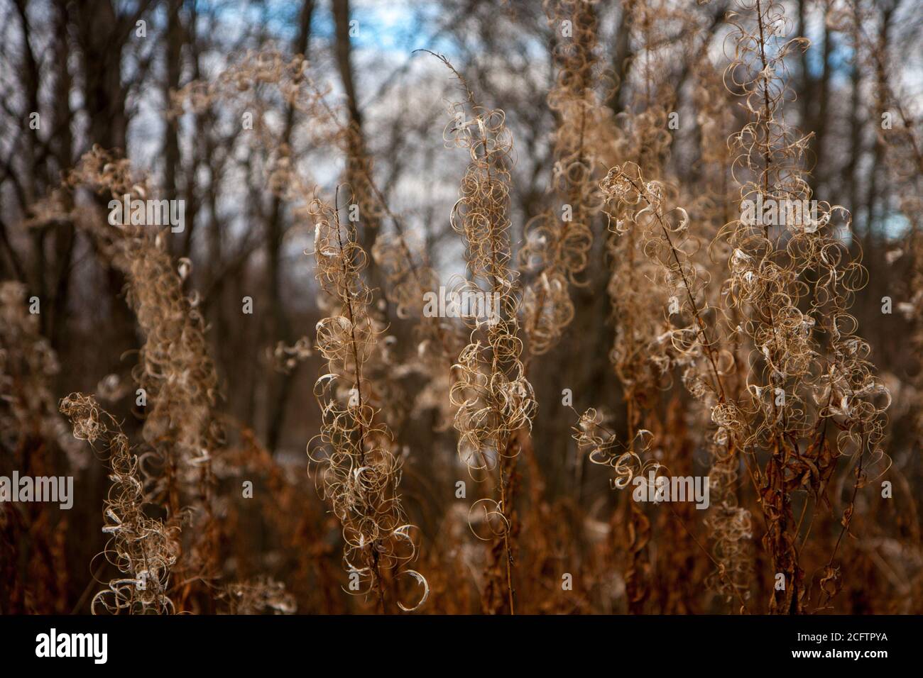 Fireweed in autumn hi-res stock photography and images - Alamy