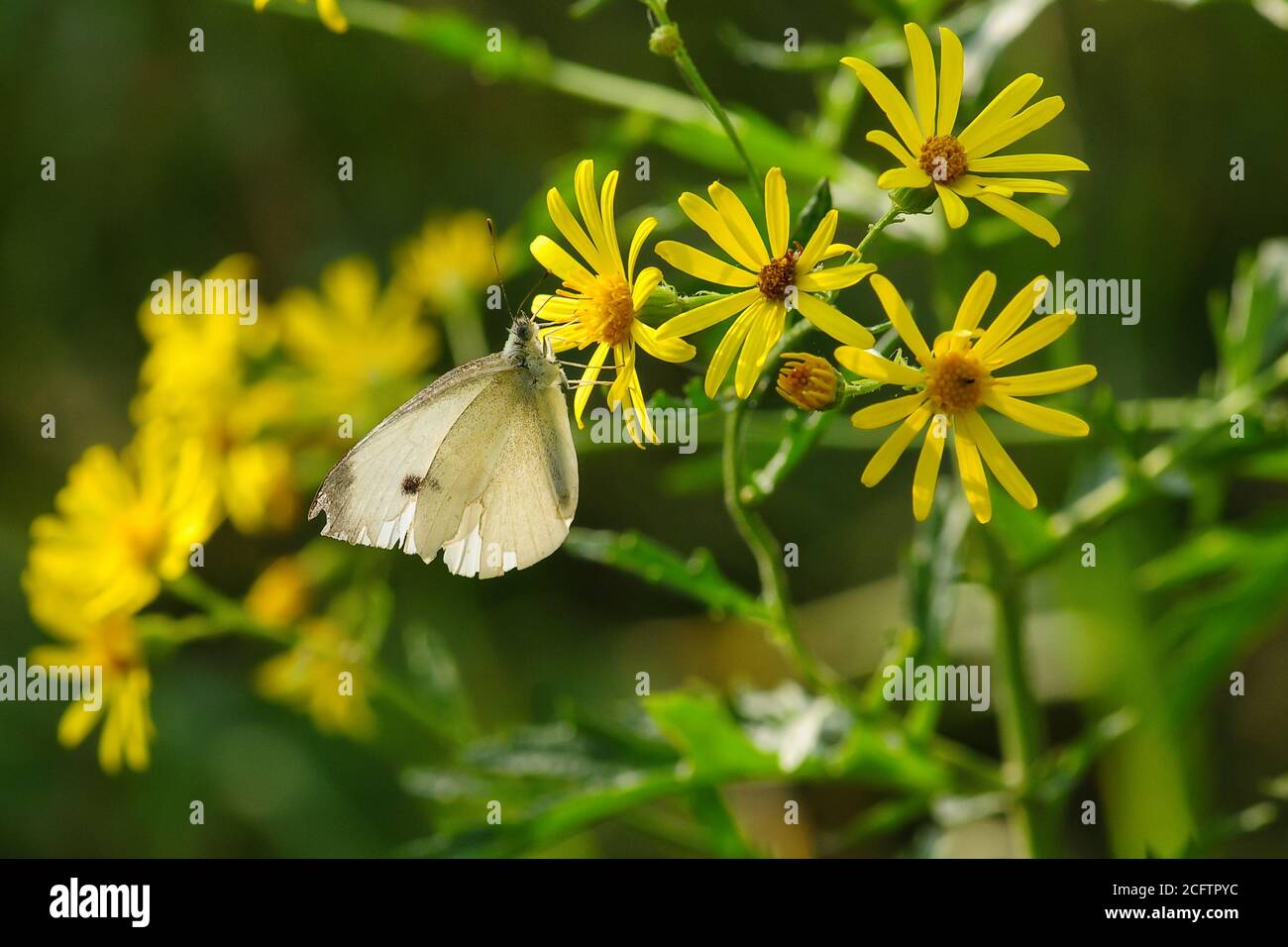 Black and yellow buterfly hi-res stock photography and images - Alamy